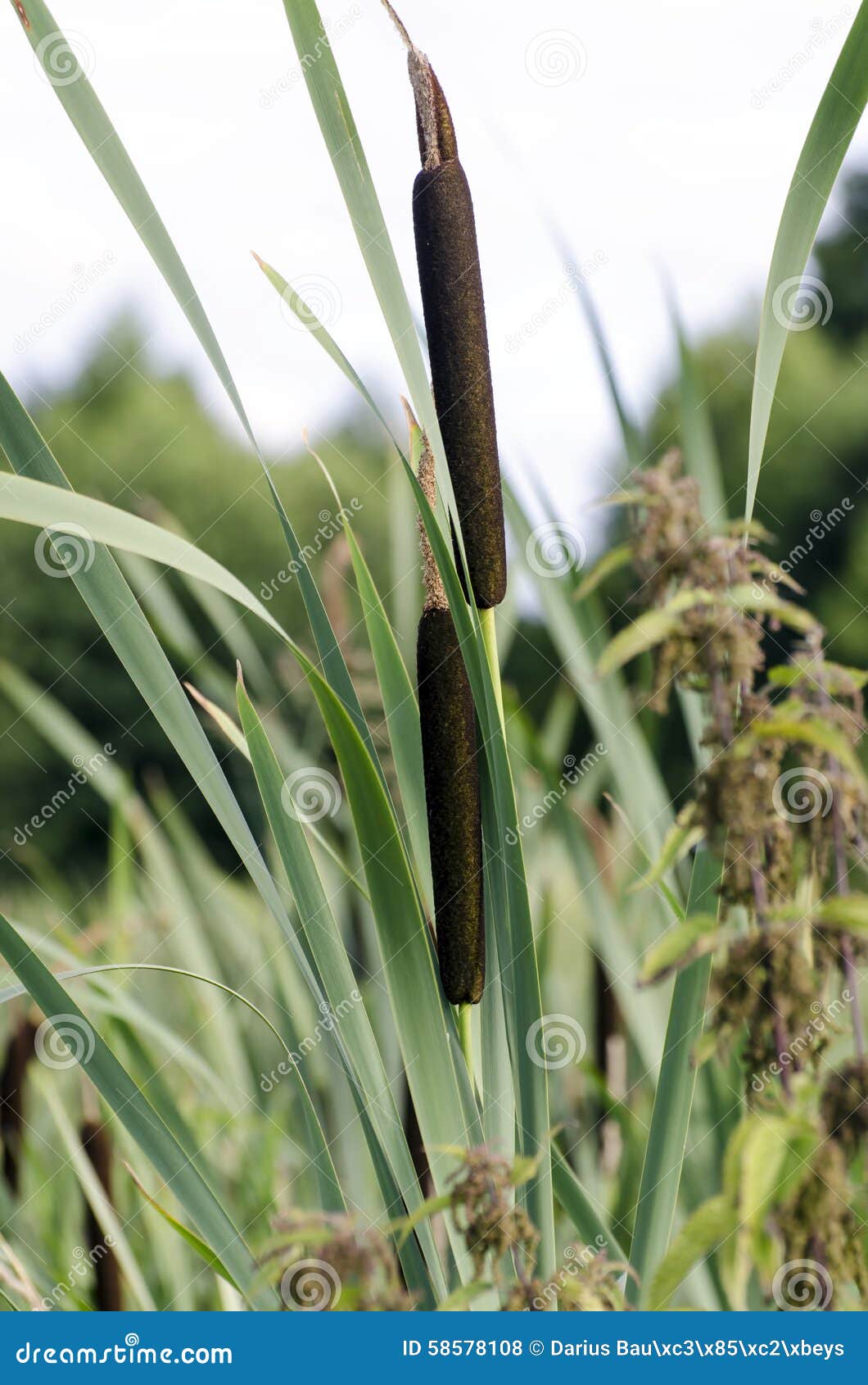 Bulrush stock photo. Image of lake, background, brown - 58578108