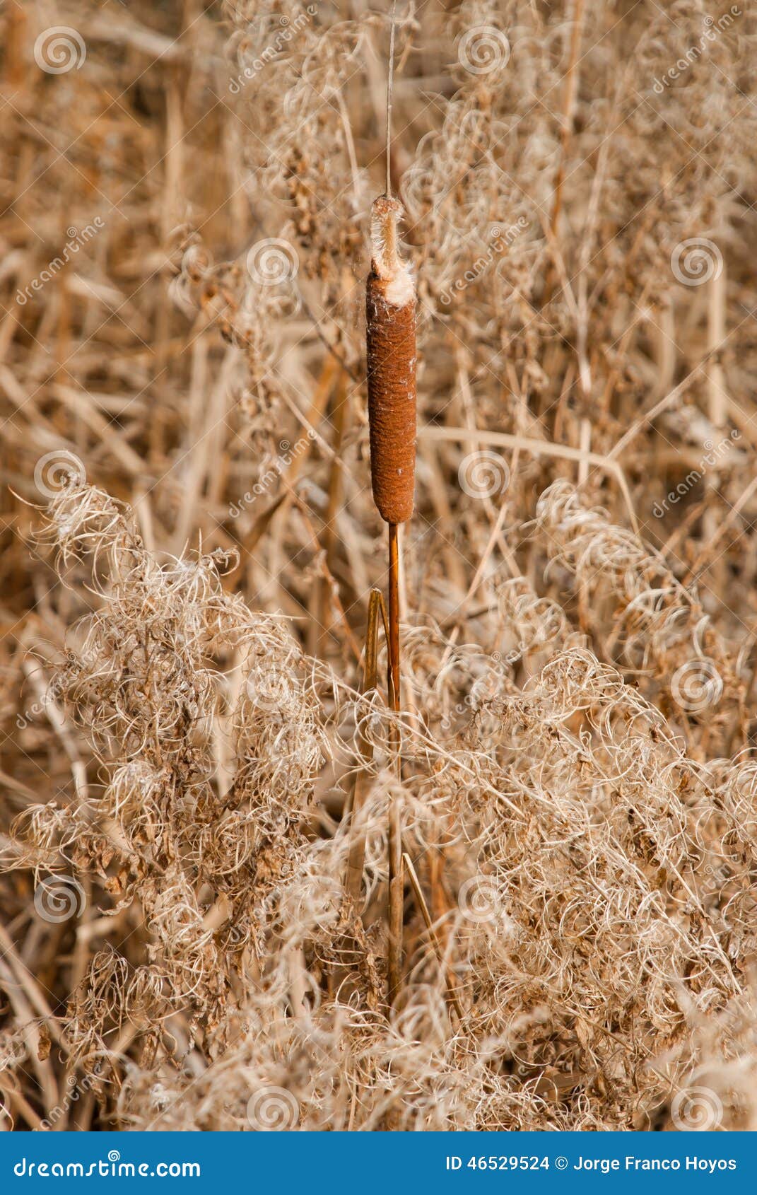 Bulrush stock photo. Image of punks, cumbungi, bulrush - 46529524