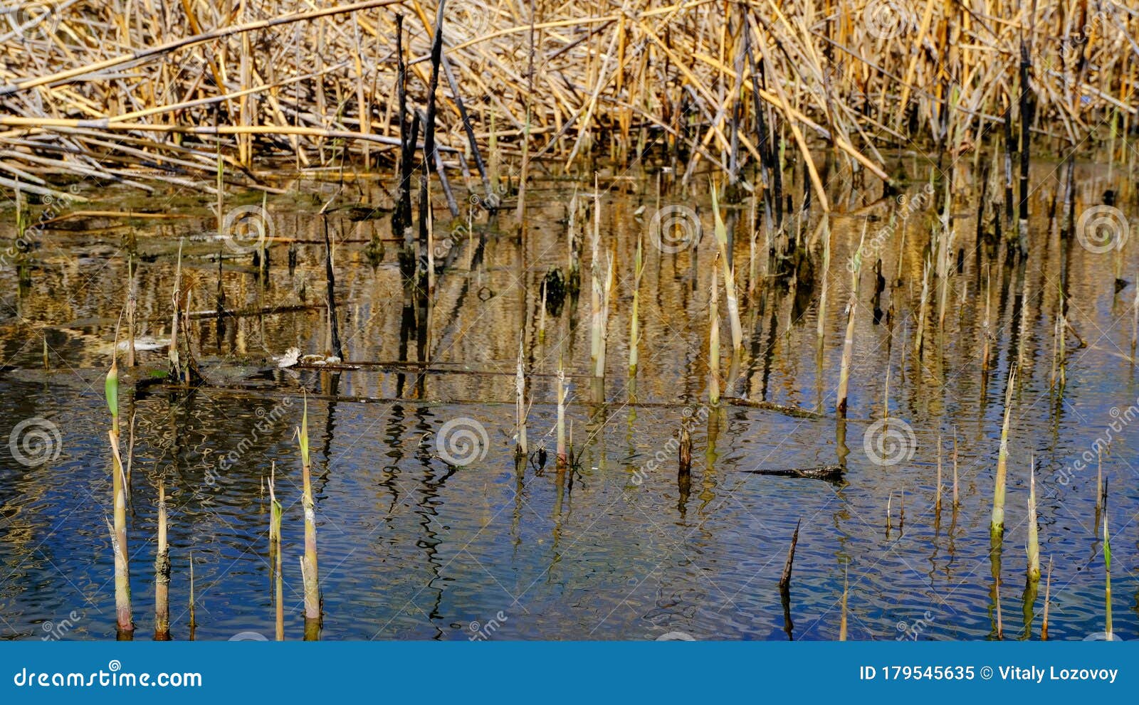 Bulrush on the lake stock image. Image of weed, surface - 179545635