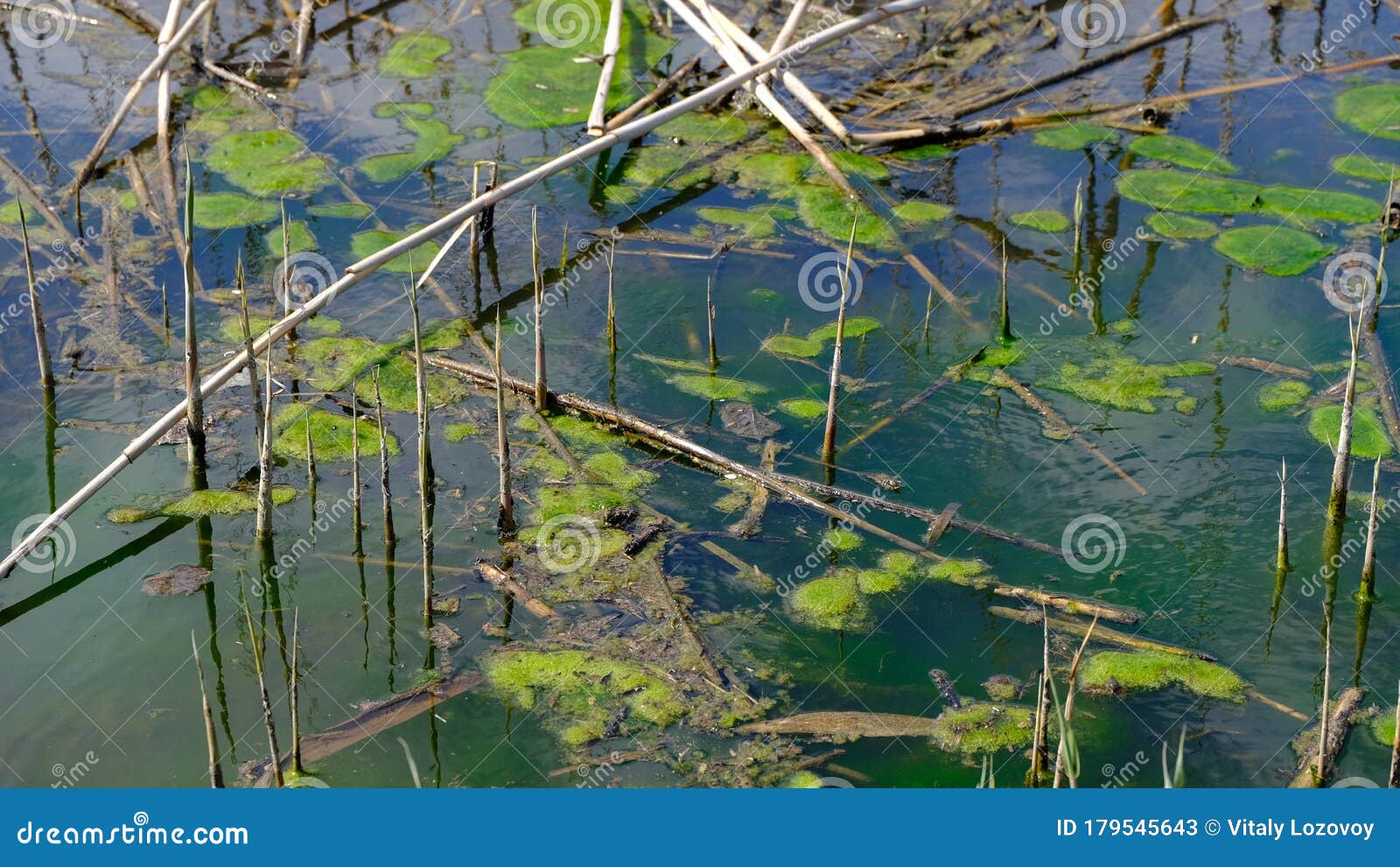 Bulrush on the lake stock image. Image of bulrush, pollution - 179545643