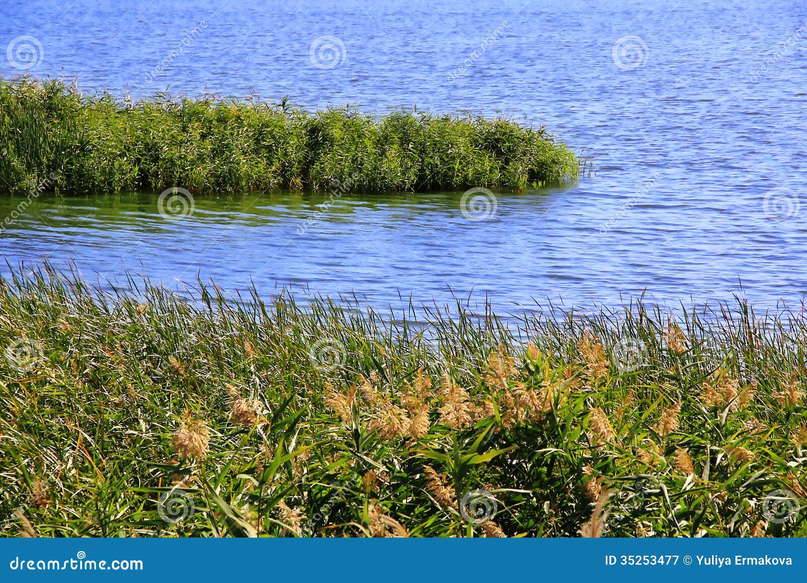 Bulrush and lake in summer stock image. Image of herb - 35253477