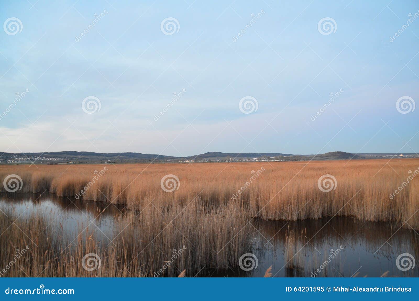 Bulrush in marsh stock image. Image of clouds, bulrush - 64201595