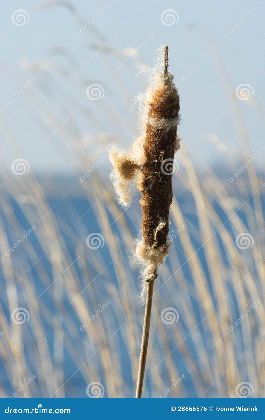 Bulrush near water stock photo. Image of water, landscape - 28666576