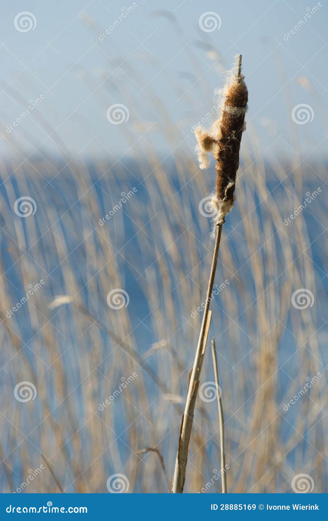 Bulrush near water stock image. Image of reedmace, water - 28885169