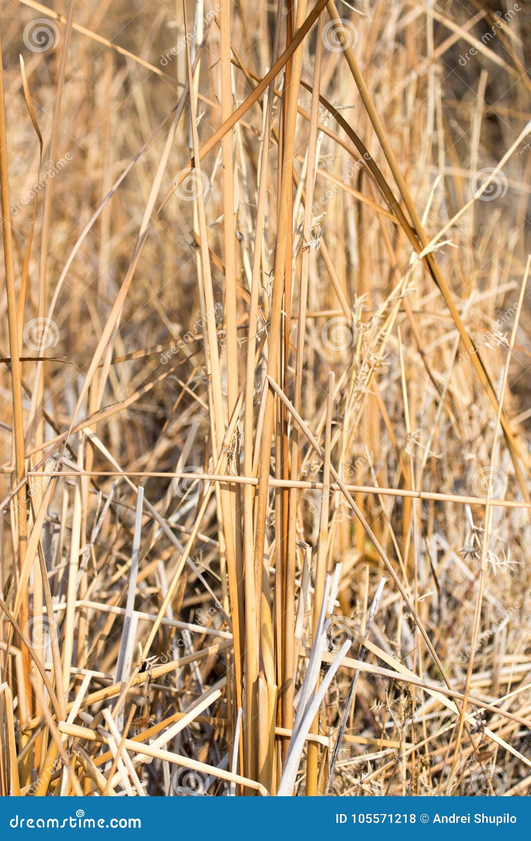 Bulrush outdoors in autumn stock photo. Image of light - 105571218