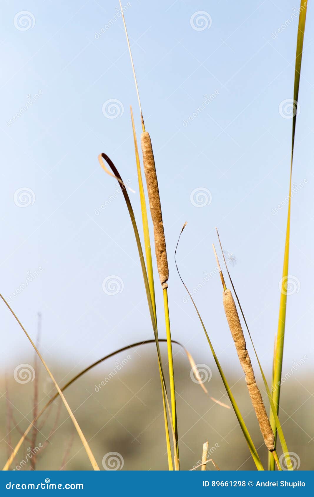 Bulrush Outdoors stock photo. Image of typha, bulrush - 89661298