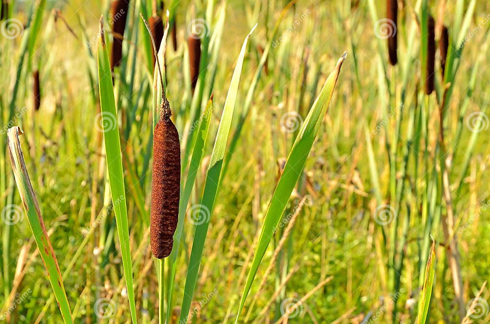 Bulrush plant stock image. Image of green, autumn, leaves - 26777819