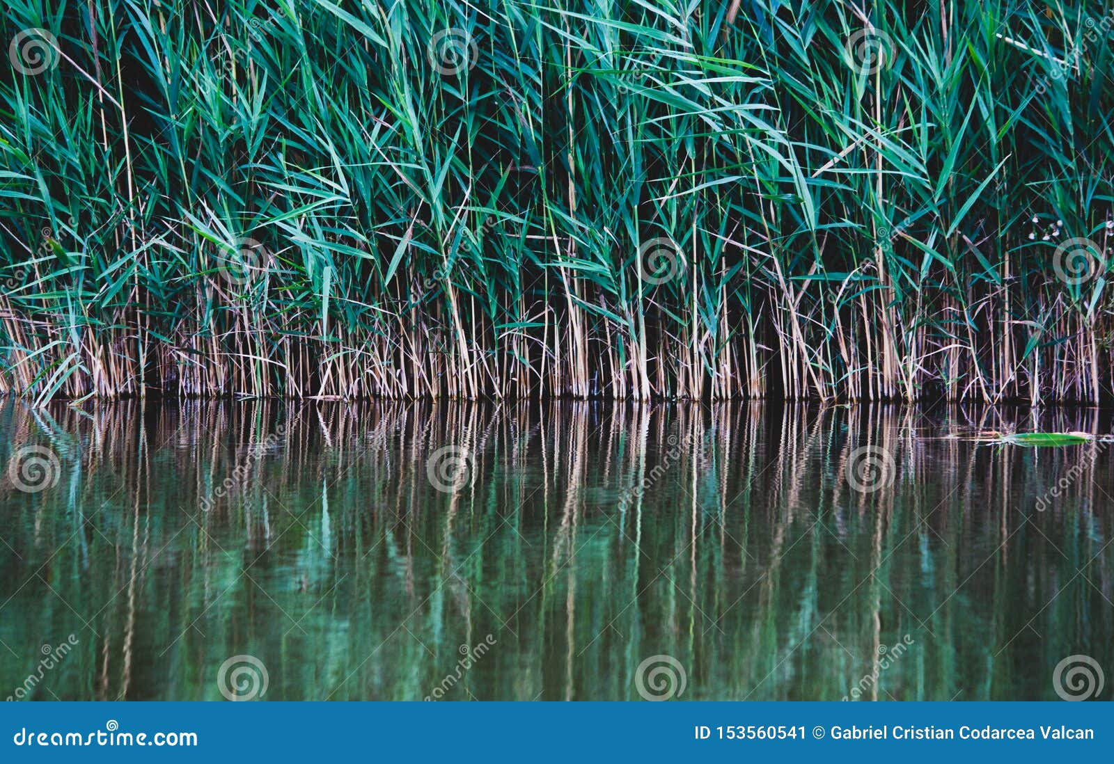 Bulrush Plant on River with Reflection Stock Image - Image of summer ...