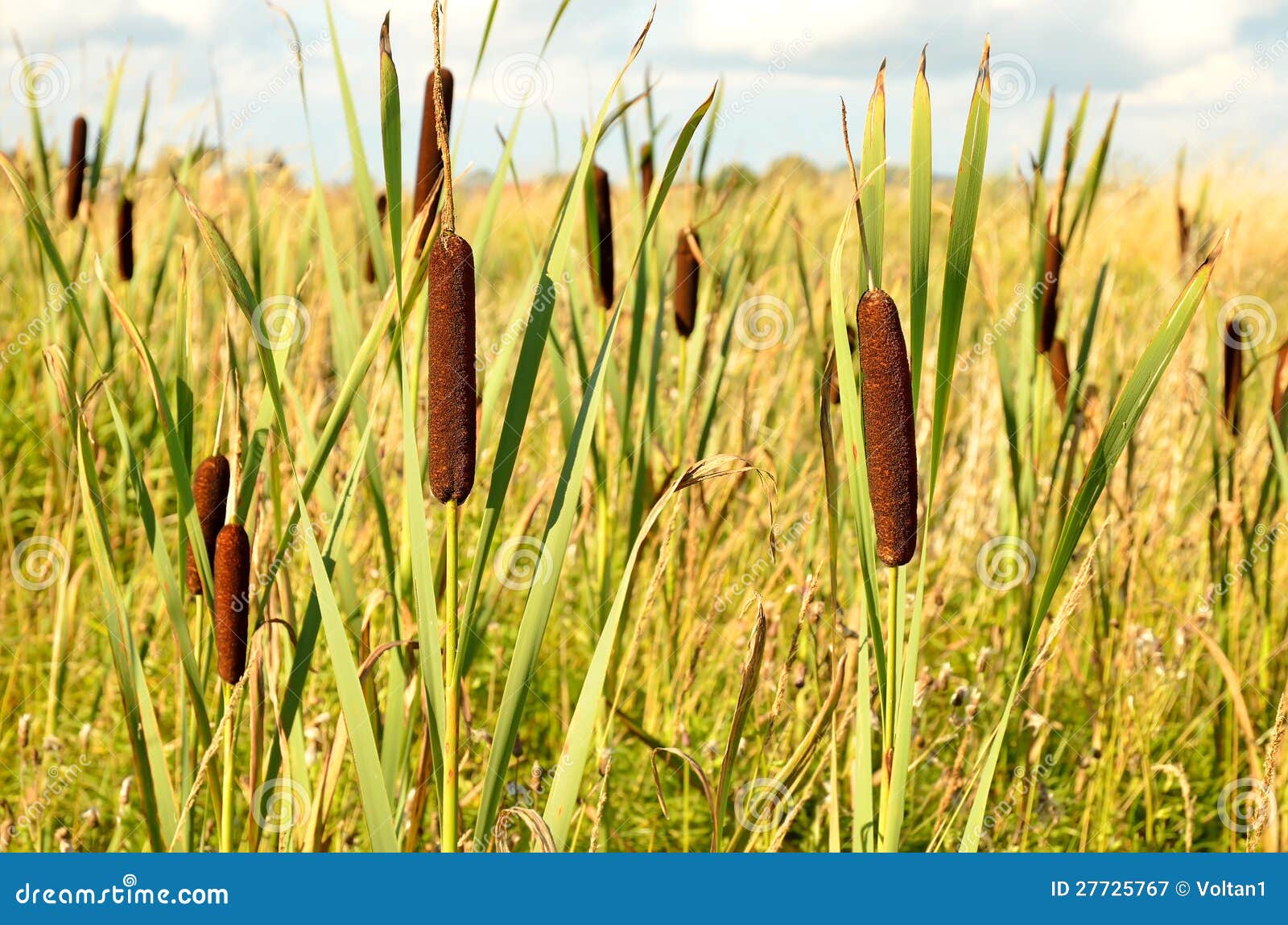 Bulrush Plants Royalty Free Stock Photography - Image: 27725767