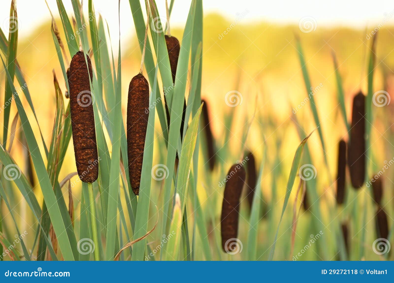 Bulrush plants stock photo. Image of fall, natural, grass - 29272118