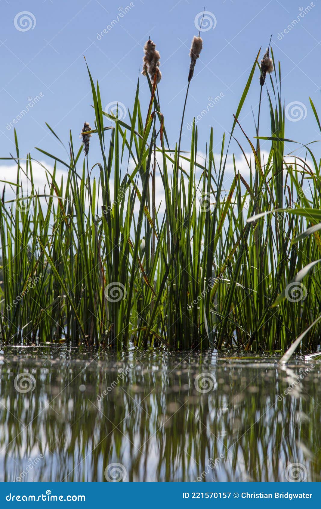 Bulrush Plants Growing On The Coast Of Asveja Lake Surrounded By Forest ...
