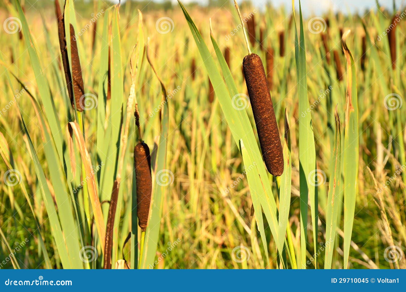 Bulrush plants stock image. Image of grass, environment - 29710045