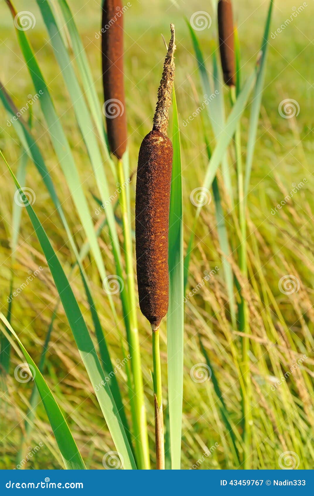 Bulrush plants stock image. Image of scene, bulrush, seeds - 43459767