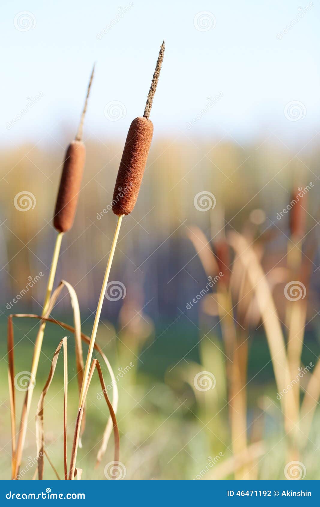 Bulrush plants stock photo. Image of cane, moeras, defocused - 46471192