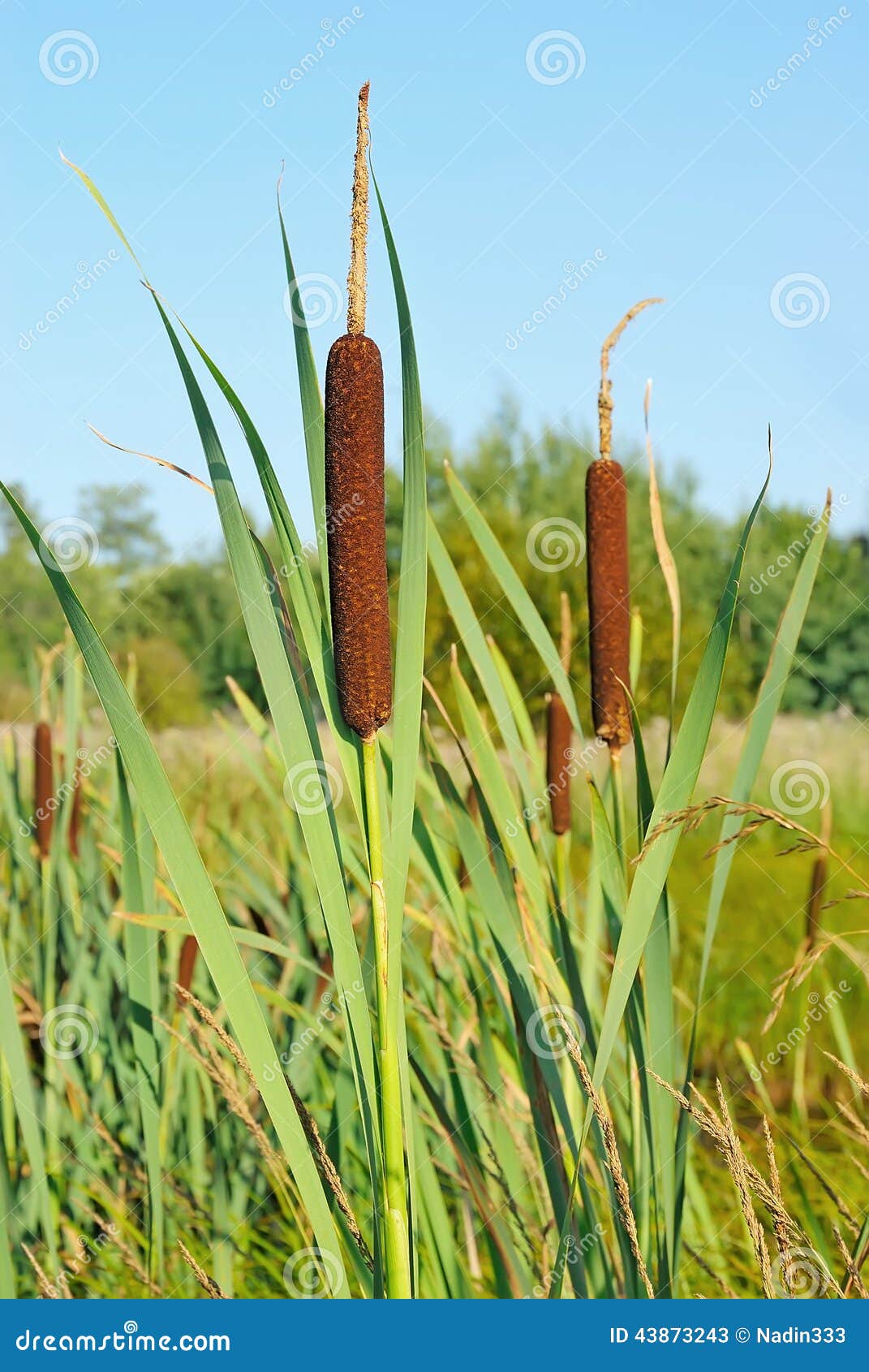 Bulrush Plants Growing On The Coast Of Asveja Lake Surrounded By Forest ...