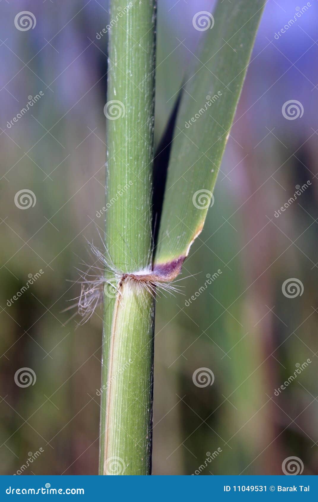 Bulrush, reed stock image. Image of life, blue, marsh - 11049531