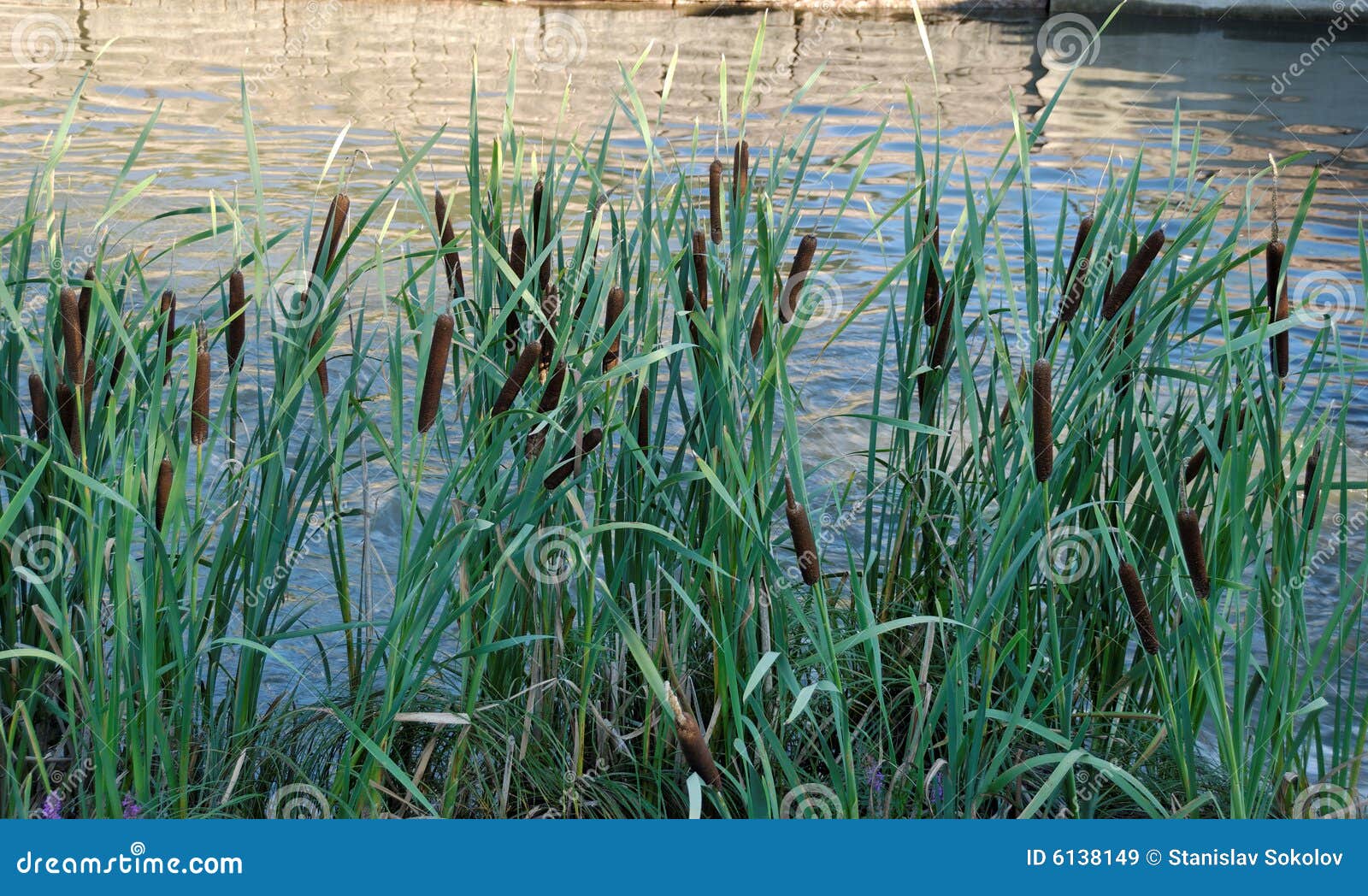 Bulrush in a River stock image. Image of plant, reeds - 6138149