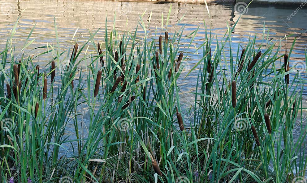 Bulrush in a River stock image. Image of plant, reeds - 6138149