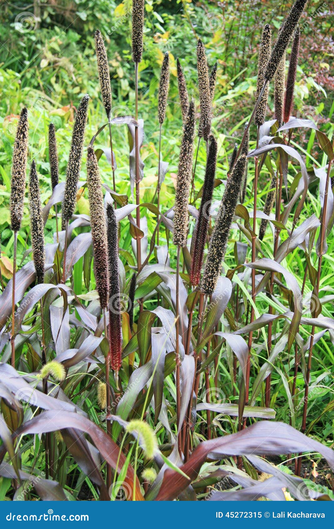 Bulrush stock image. Image of sedge, botany, botanical - 45272315
