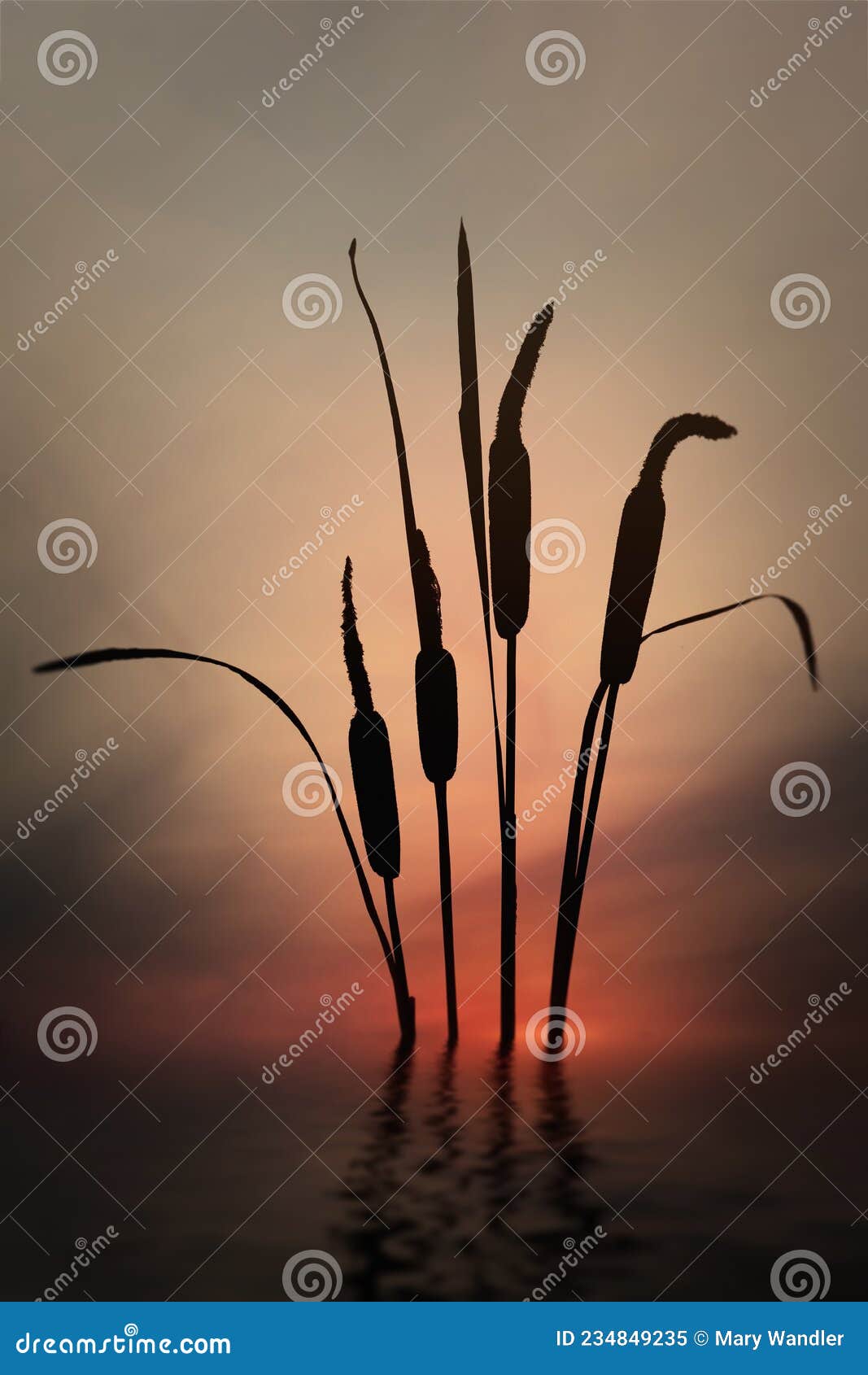 Bulrush Silhouettes Against a Dusky Sunset Sky Stock Image - Image of ...