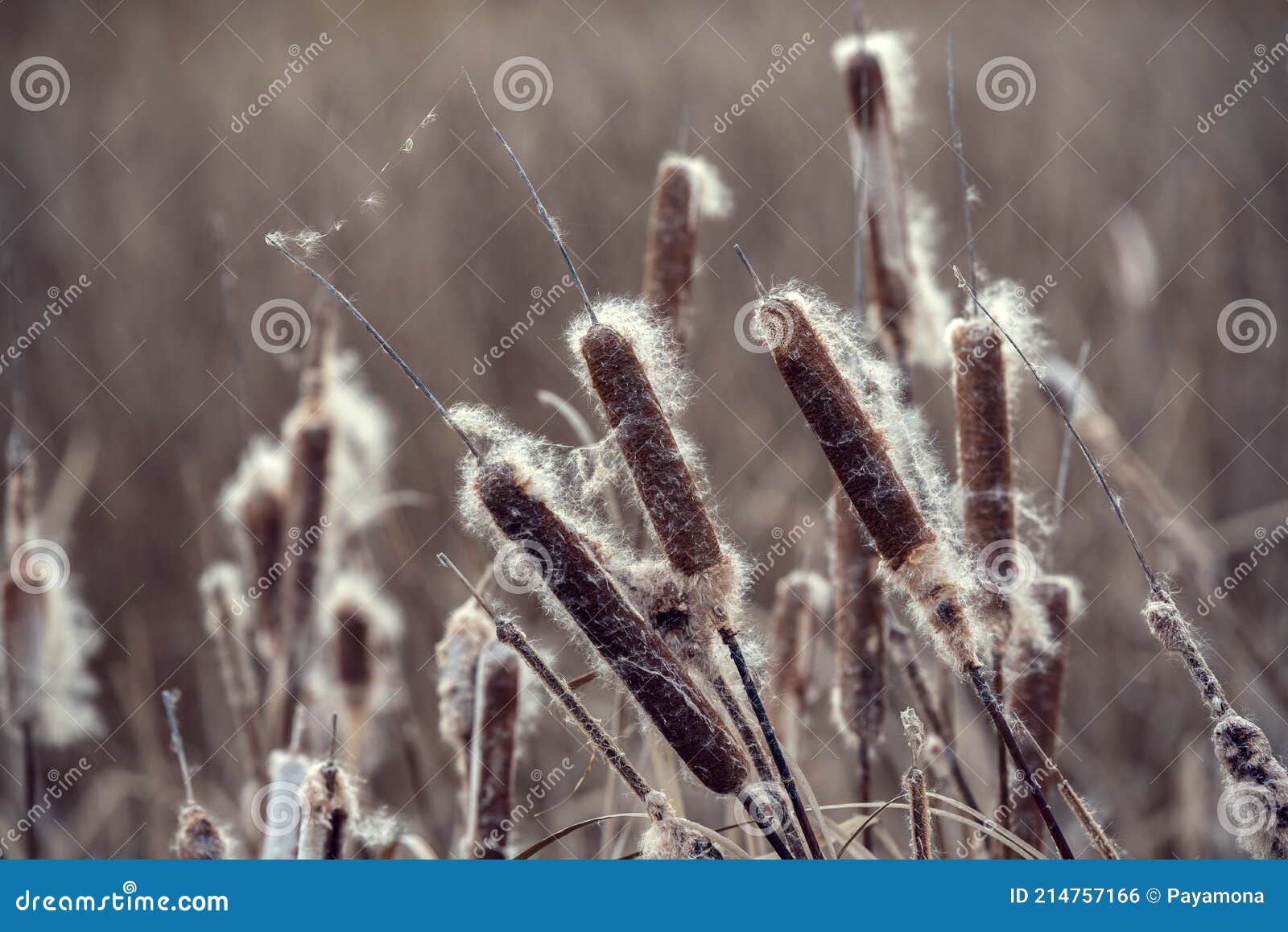 Bulrush stems stock photo. Image of environment, herbaceous - 214757166