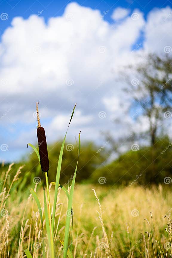 Bulrush (Typha) in Danish Meadow Stock Photo - Image of typha, meadow ...