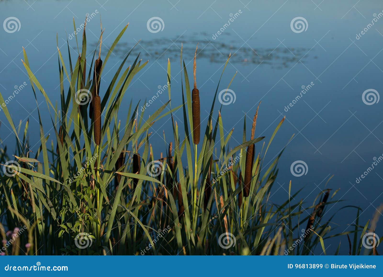 Bulrush Typha latifolia stock image. Image of plant, lithuania - 96813899