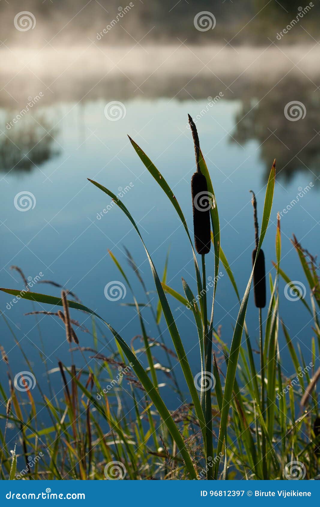 Bulrush Typha latifolia stock image. Image of cattail - 96812397