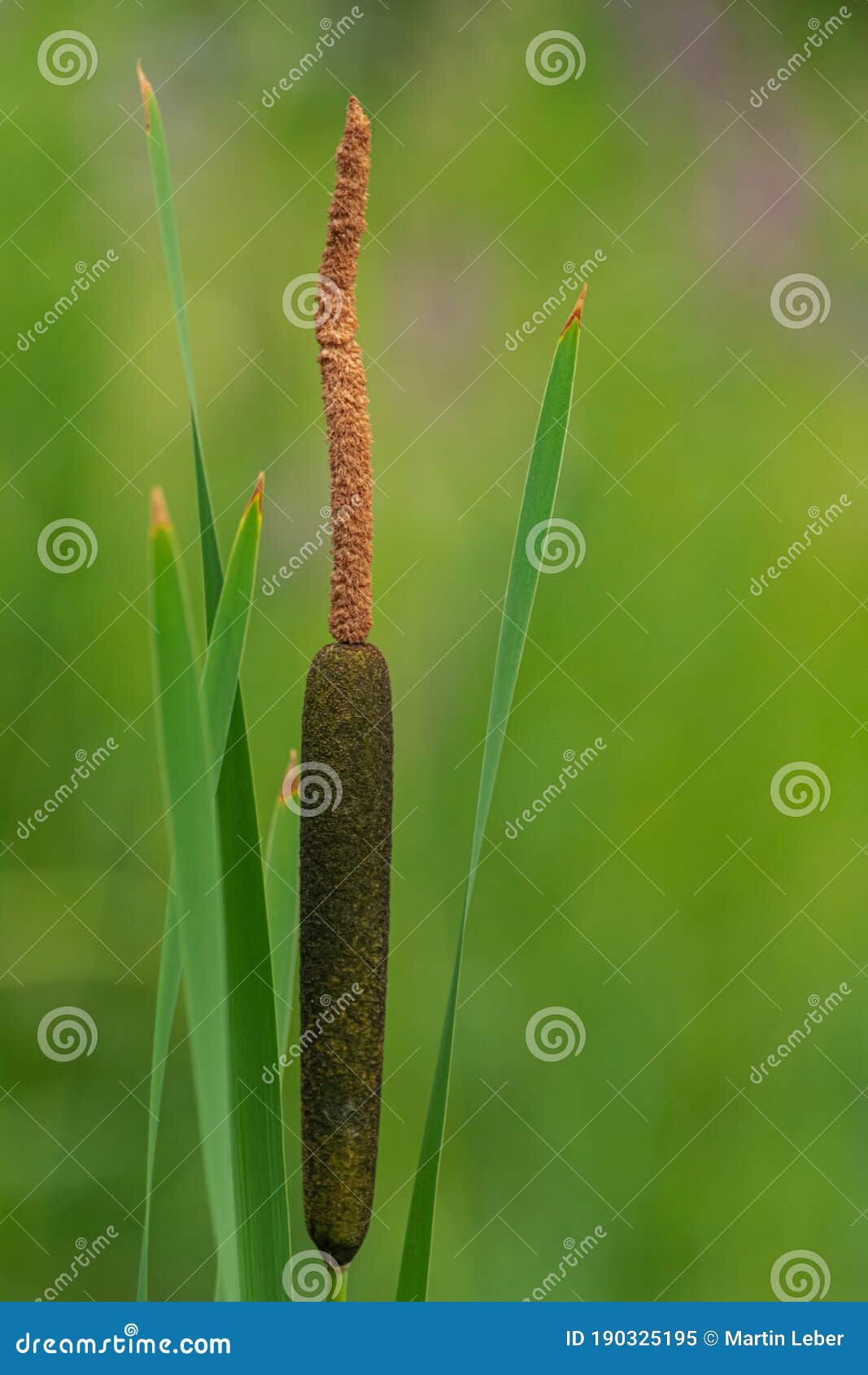Bulrush, Typha Plant with Green Vegetation Stock Image - Image of ...