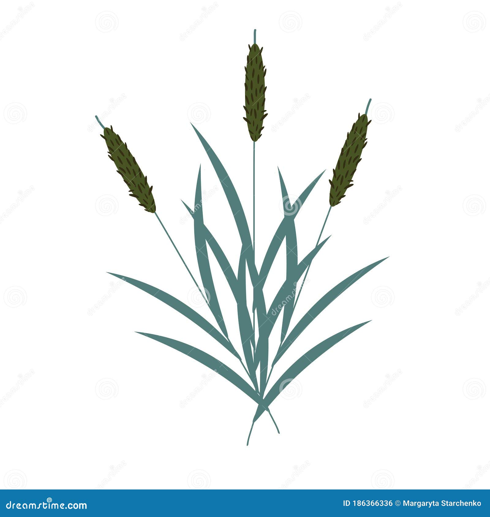 Bulrush Vector Illustration Stock Vector - Illustration of nature ...
