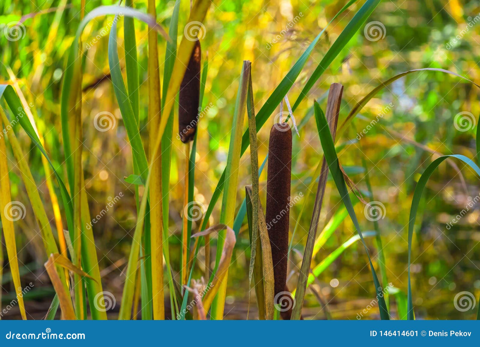 Bulrush in water stock image. Image of rushes, bulrush - 146414601