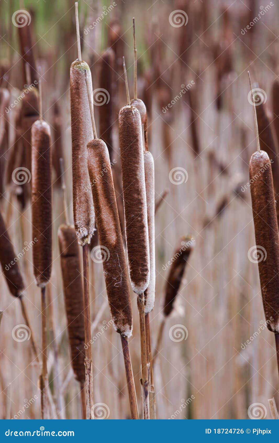 Bulrushes stock photo. Image of bulrush, reedmace, aquatic - 18724726