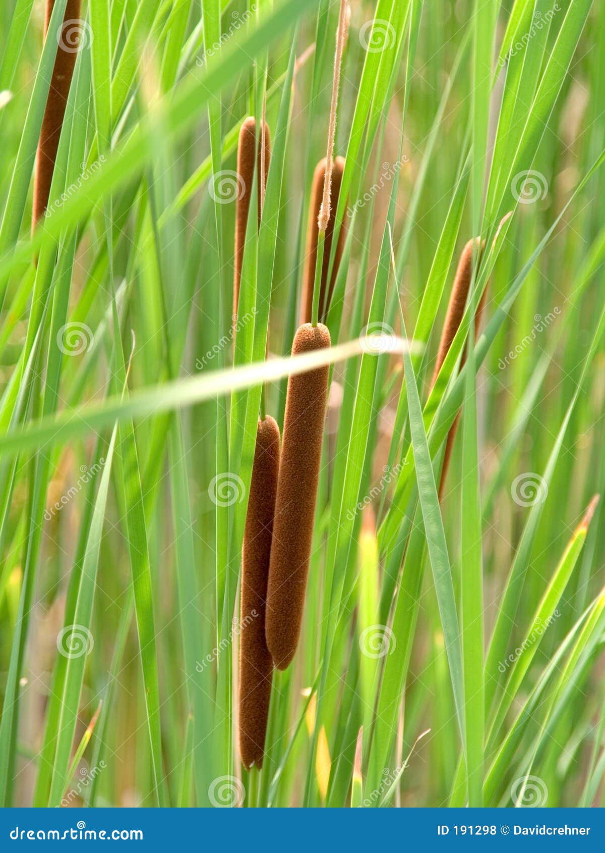 Bulrushes stock photo. Image of rushes, wetland, pond, brown - 191298