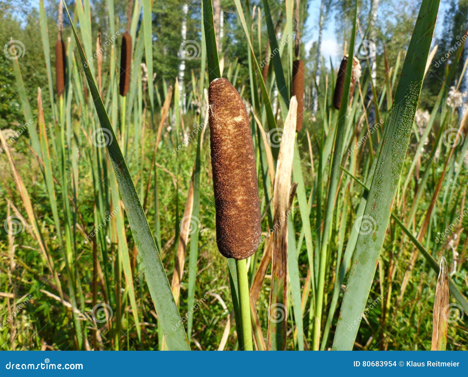 Bulrushes Foto Stock - Download 413 Royalty Free Photos