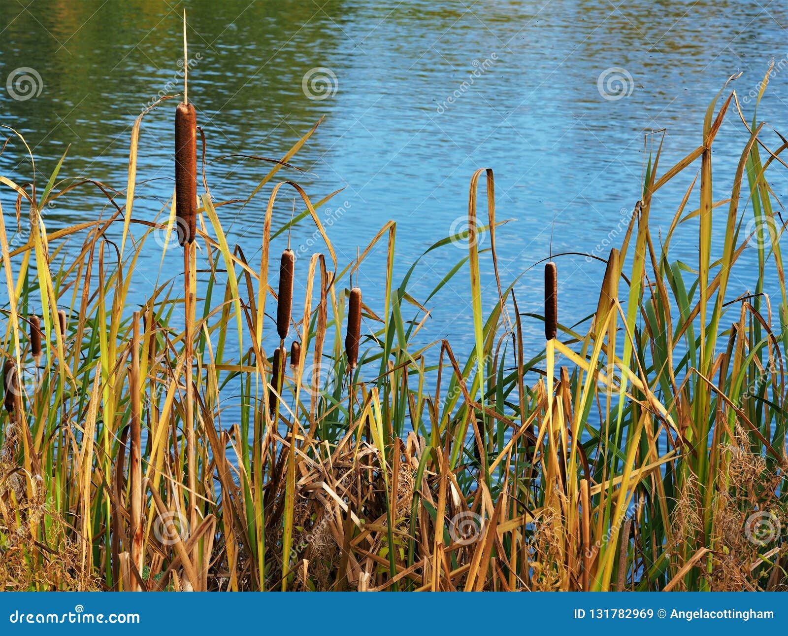 Bulrushes Growing beside a Pond Stock Image - Image of bulrush, lake ...