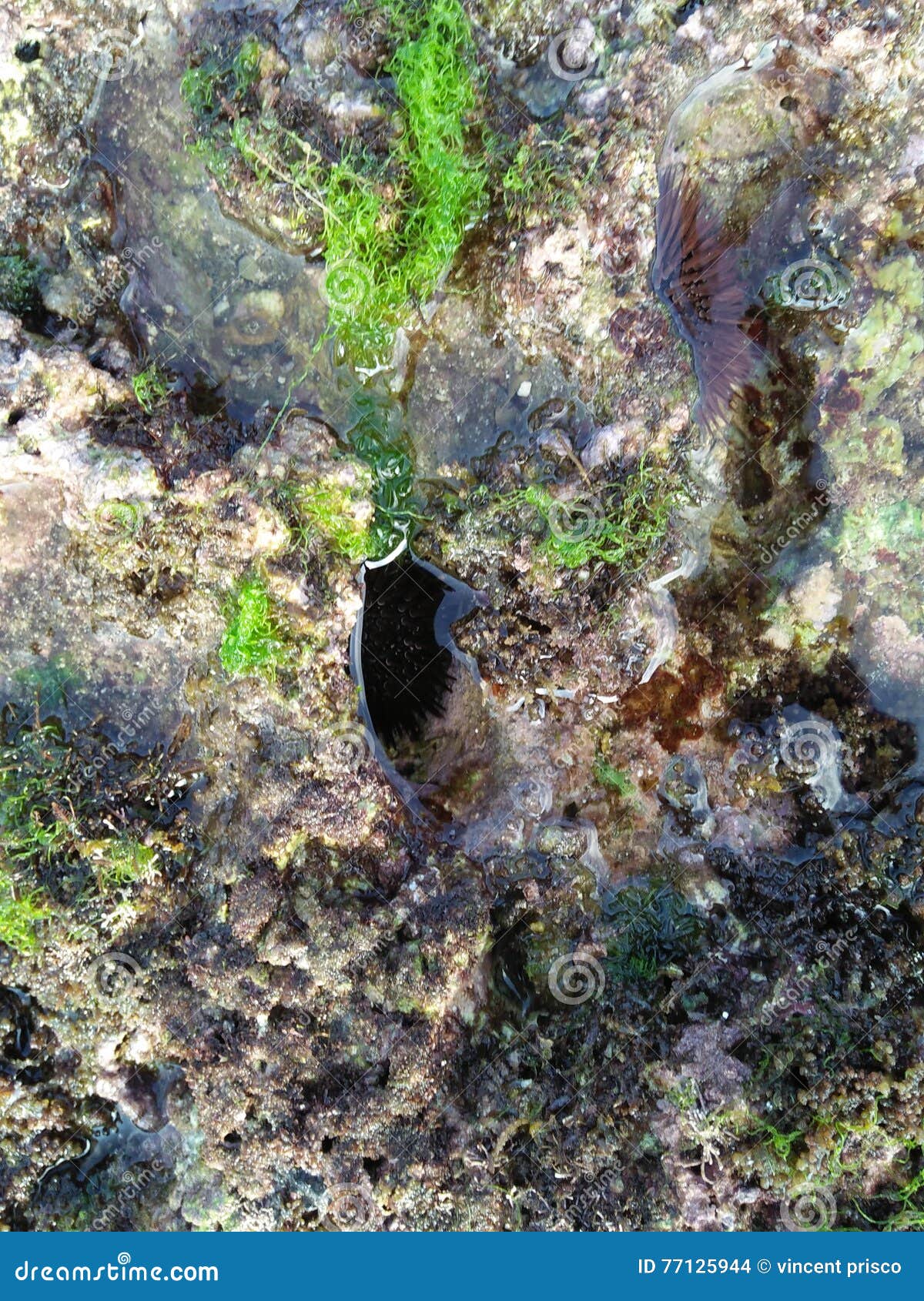 Bulu Babi Stock Photos - Free & Royalty-Free Stock Photos from Dreamstime