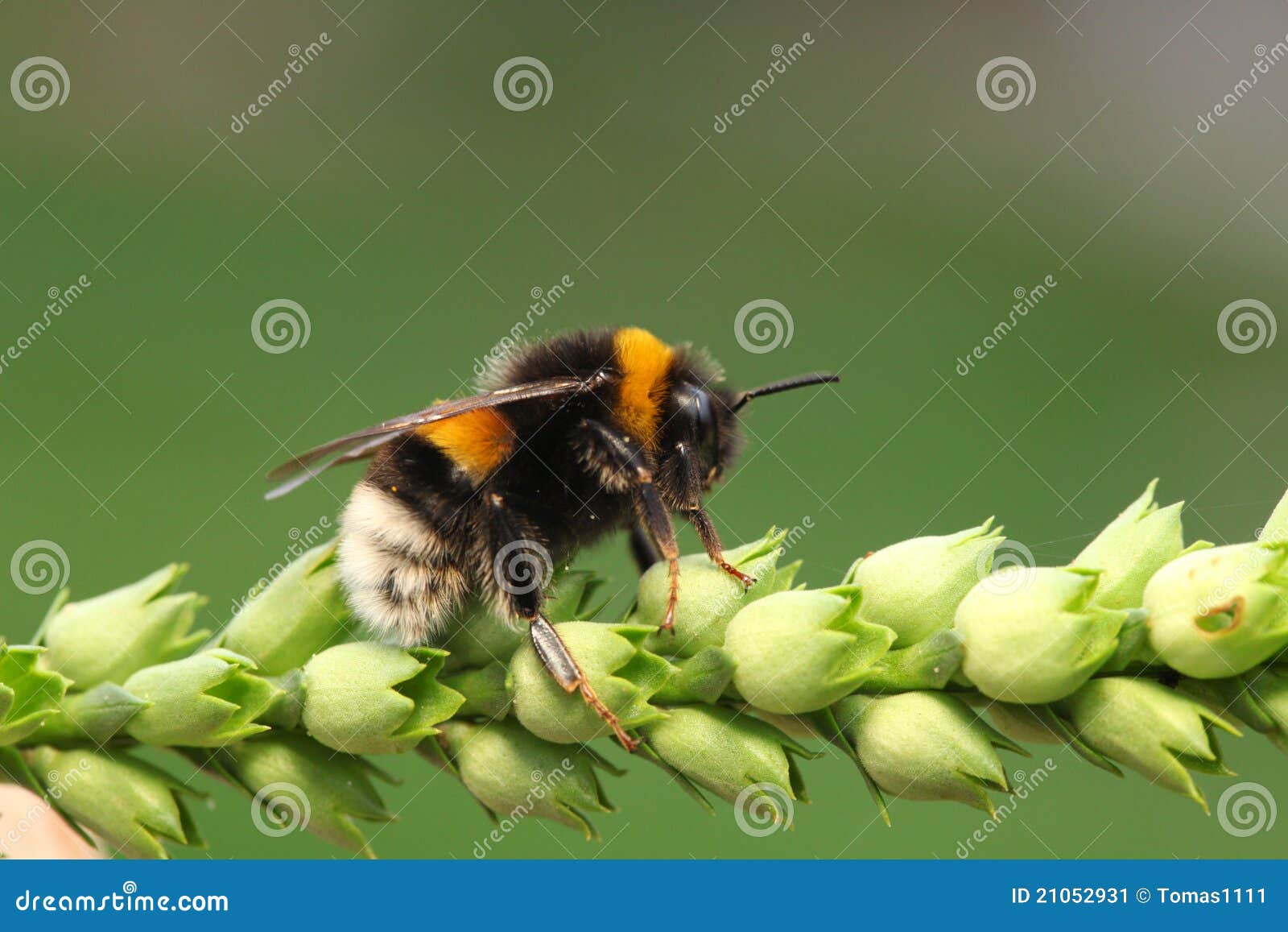 Bumble Bee Stock Photography | CartoonDealer.com #90268418