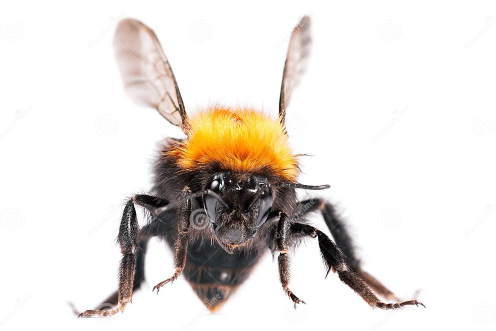 Bumble Bee stock image. Image of pollinator, sting, proboscis - 21367145