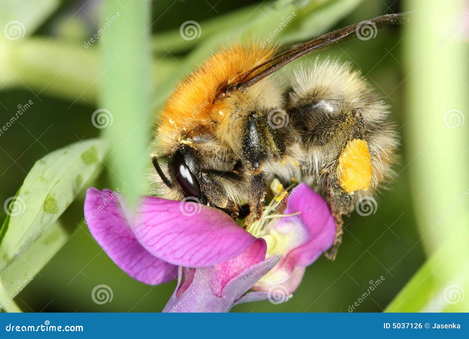 Bumble bee stock photo. Image of yellow, magenta, animal - 5037126