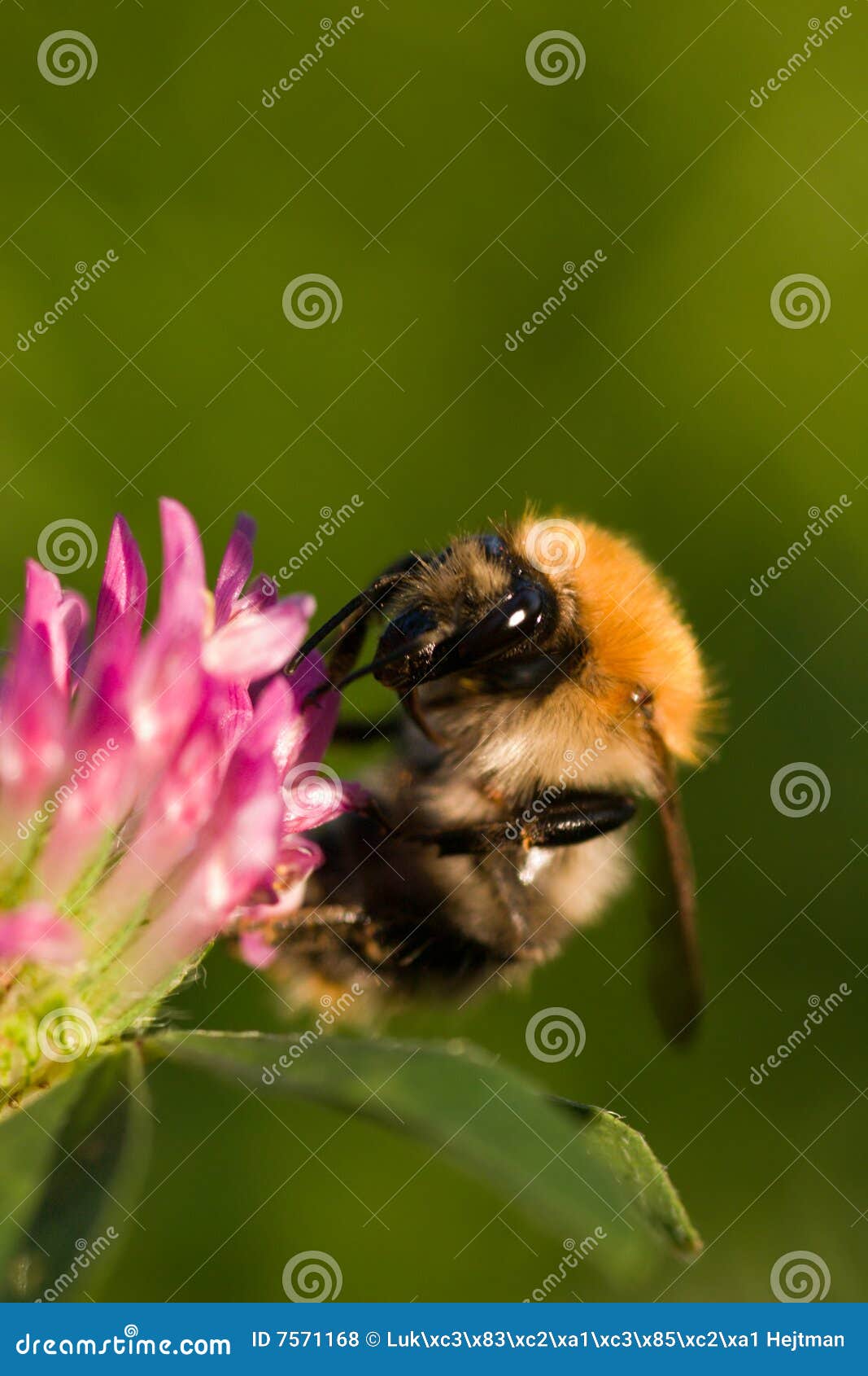 Bumble bee stock photo. Image of july, blossom, outdoor - 7571168