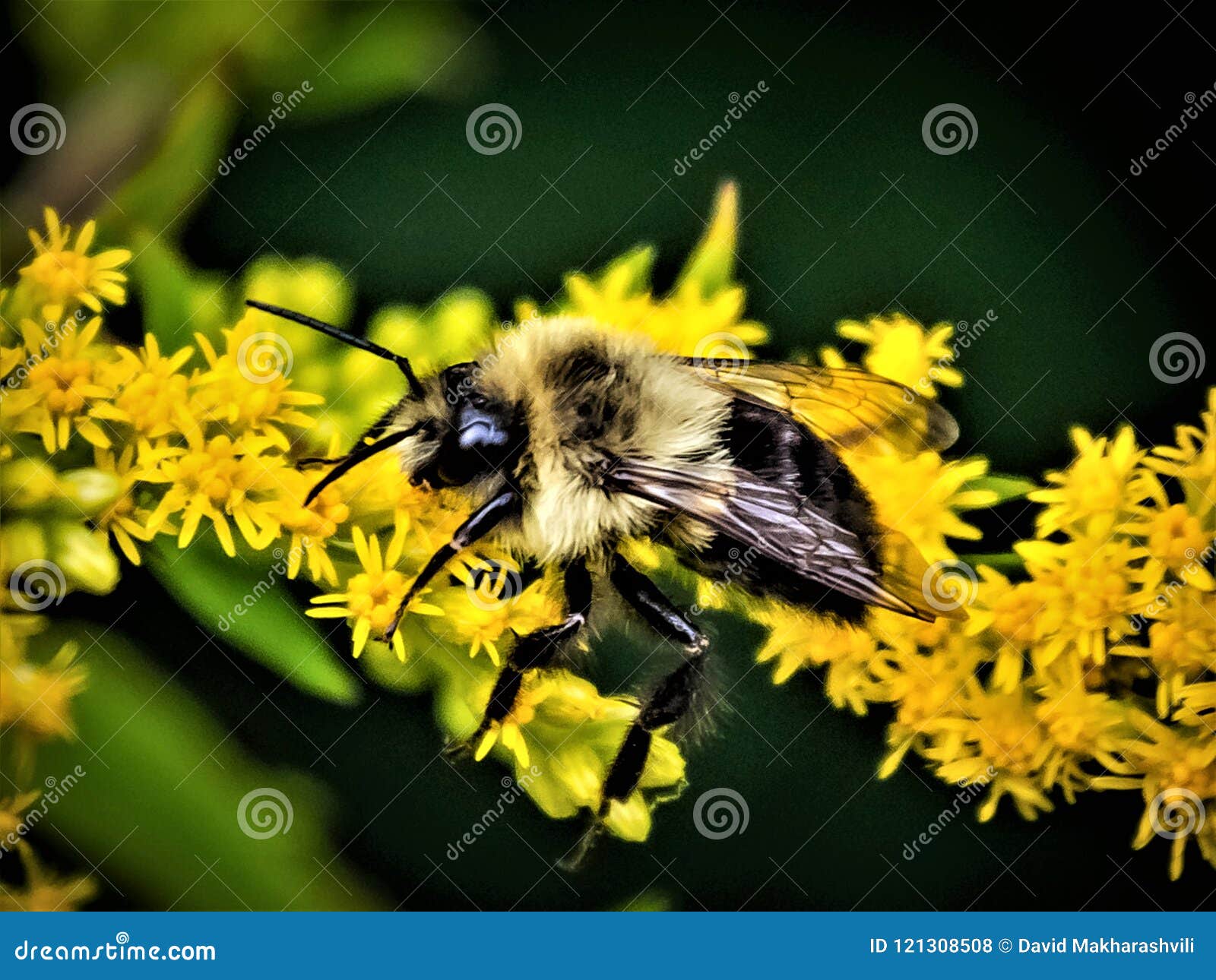 Bumble Bee in action stock photo. Image of flower, nikon - 121308508