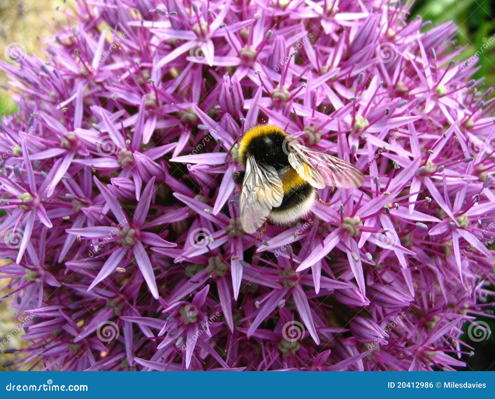 Bumble Bee on Allium stock photo. Image of nature, insect - 20412986