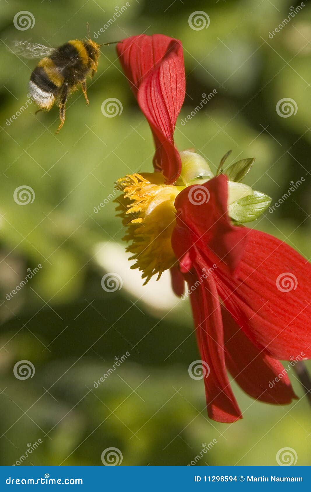Bumble-bee Approaching Flower Stock Photo - Image of bumble, flower ...