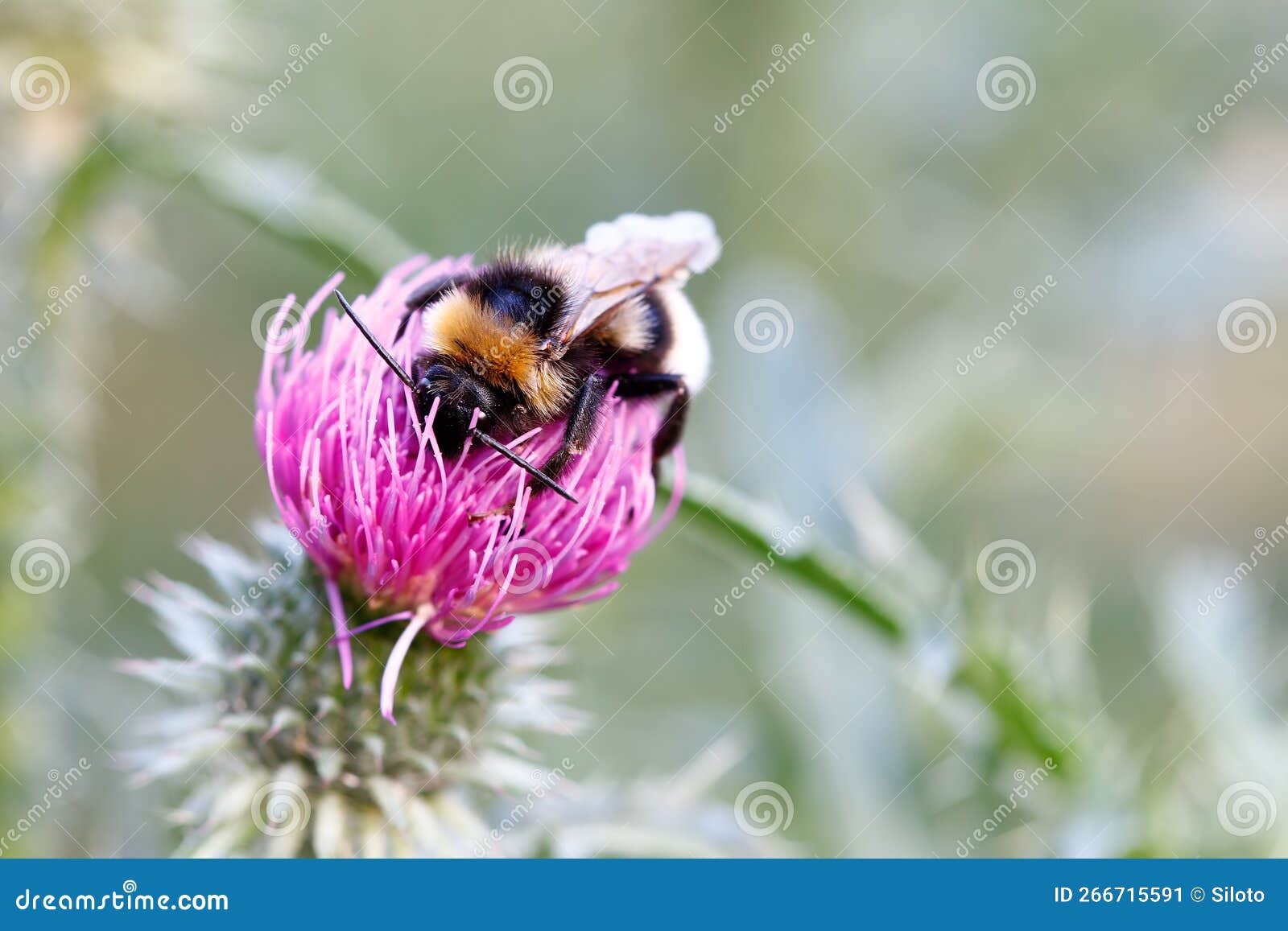 Bumble-bee on the bloom stock image. Image of insect - 266715591