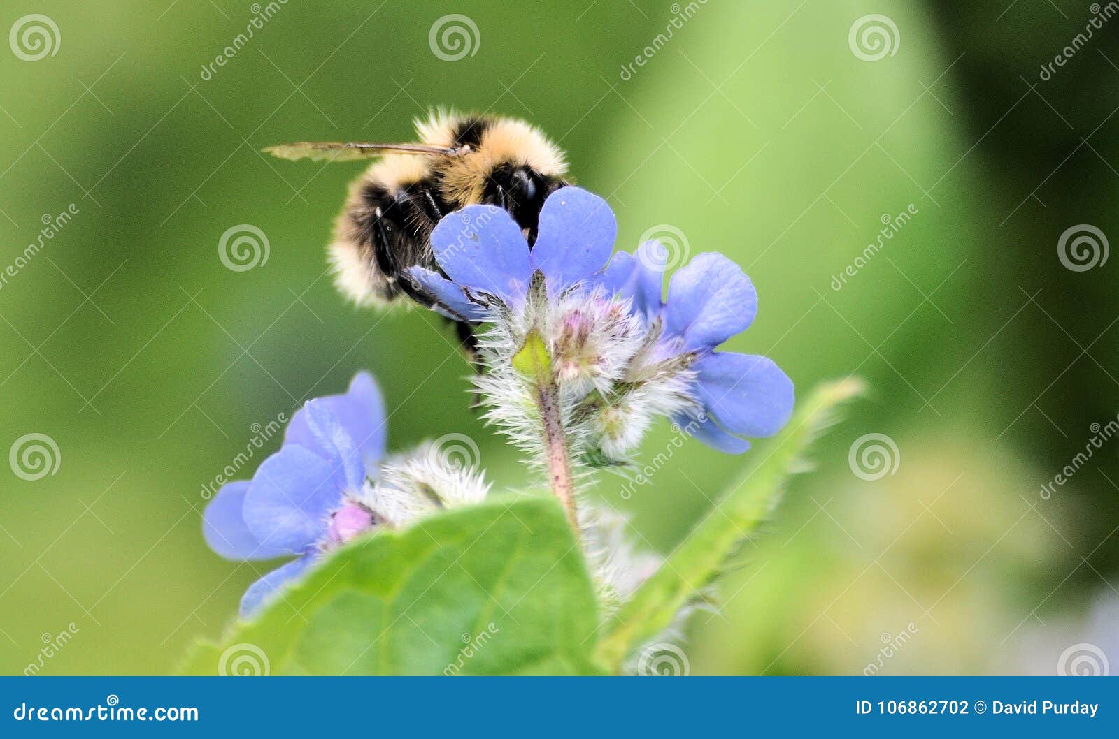 Bumble bee on blue flower stock photo. Image of foreground - 106862702