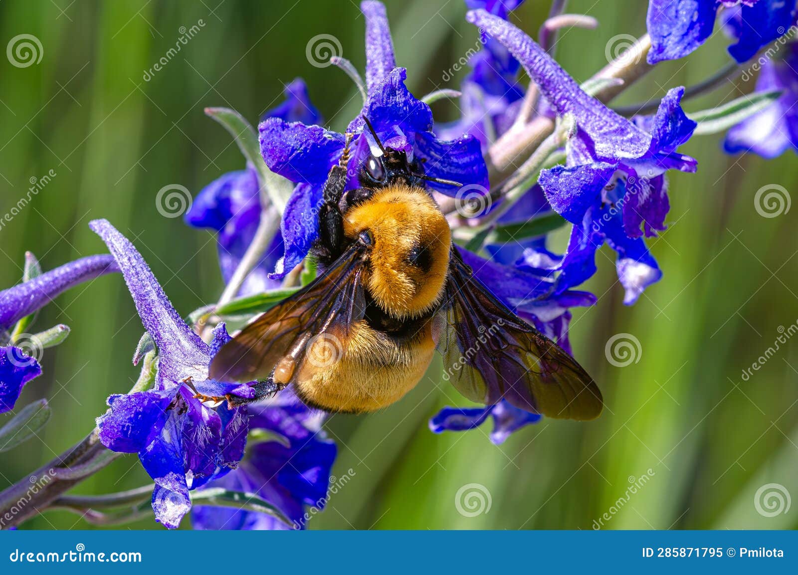 Bumble Bee on Blue Flowers with a Green Background Stock Image - Image ...