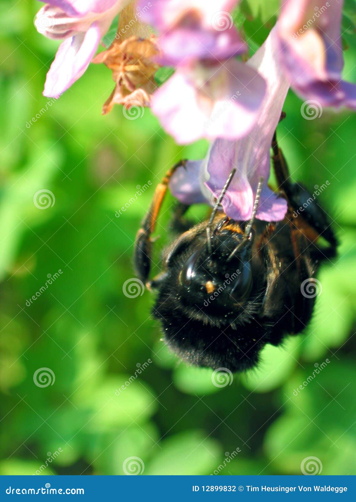 Bumble-Bee (Bombus Terrestris) Stock Photo - Image of bombini, facet ...