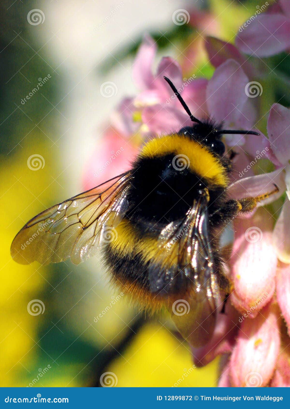 Bombus Terrestris, Buff-tailed Bumblebee, Large Earth Bumblebee On ...