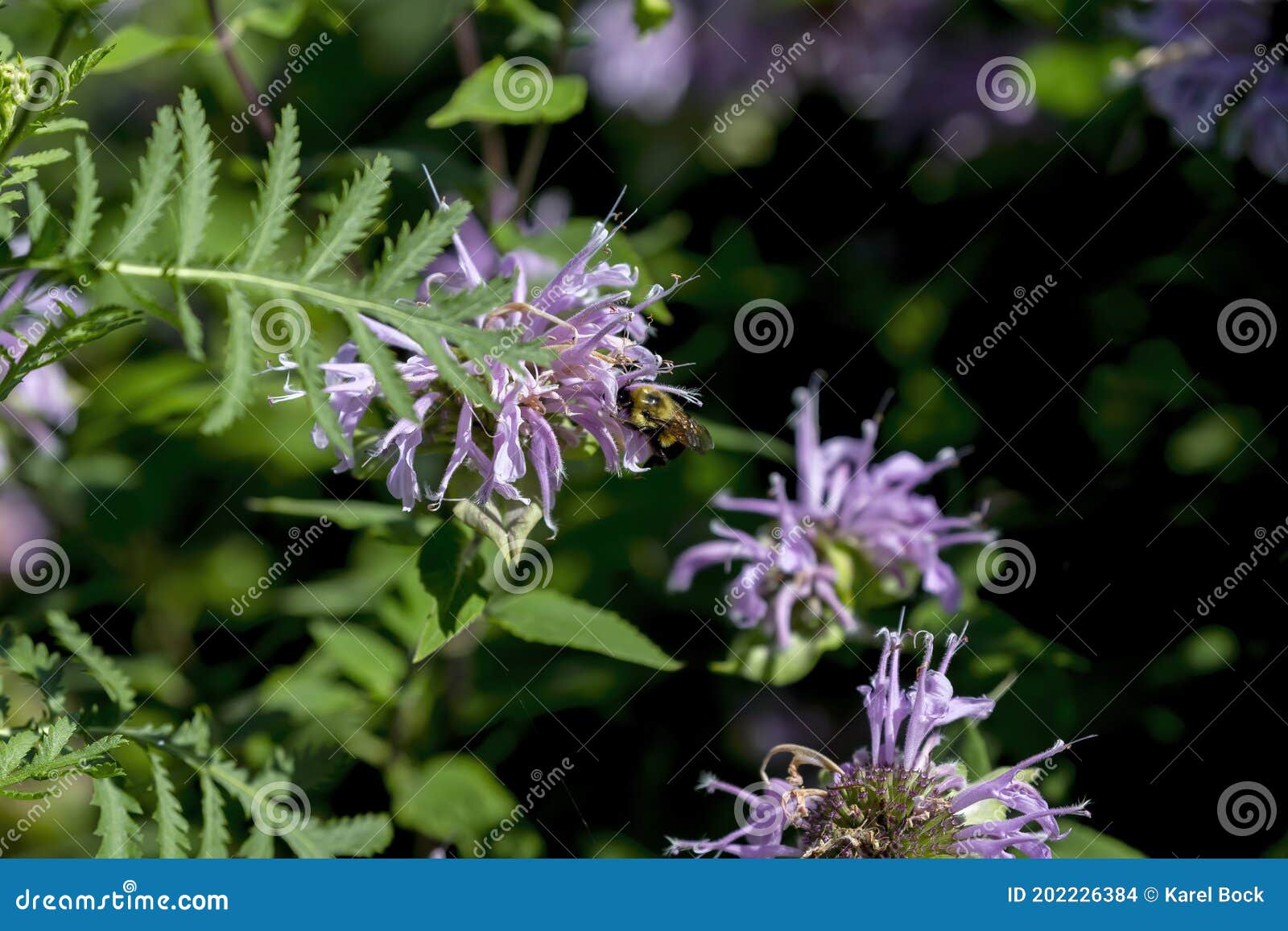 The Bumble-bee in Botanical Garden Stock Photo - Image of insect ...