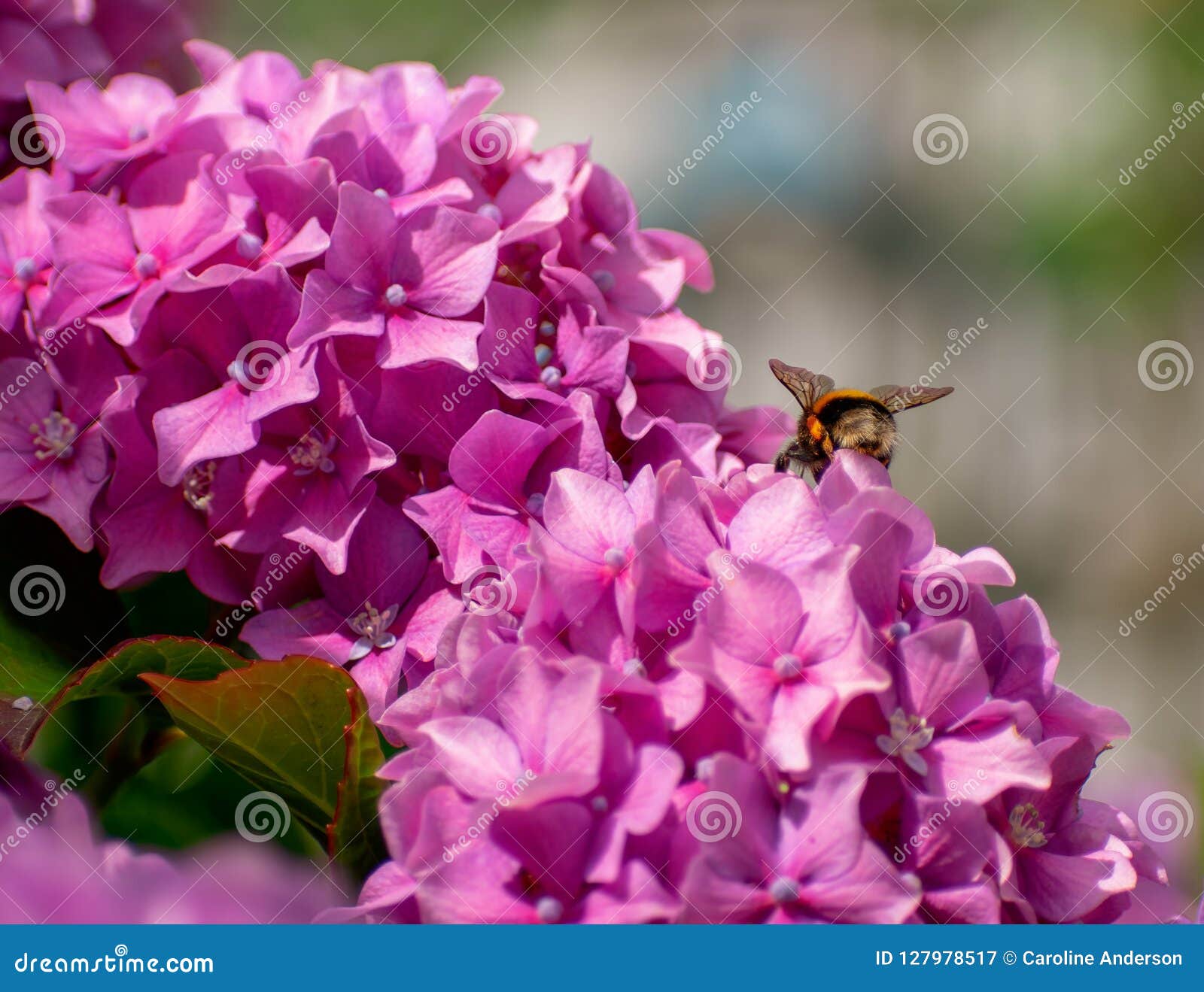 Bumble bee bottom stock image. Image of gather, flora - 127978517